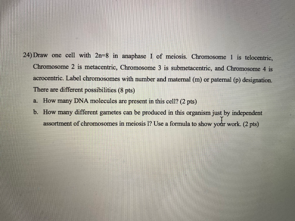 Solved 24) Draw one cell with 2n=8 in anaphase 1 of meiosis. | Chegg.com