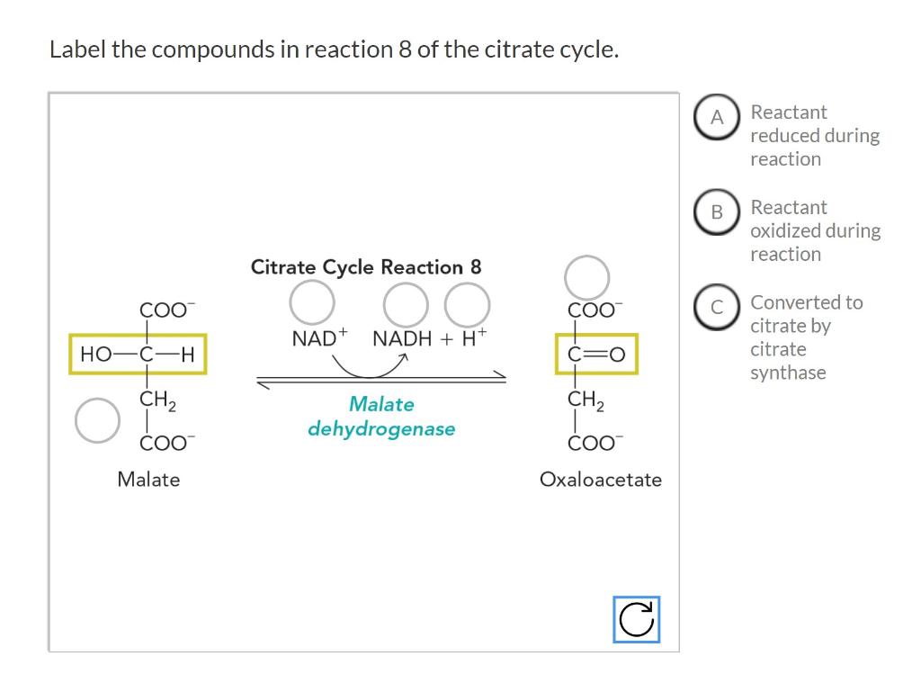 Solved Label the compounds in reaction 8 of the citrate | Chegg.com