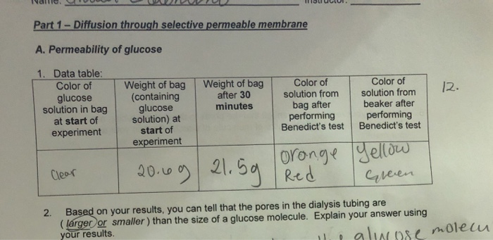 Solved Part 1- Diffusion through selective permeable | Chegg.com