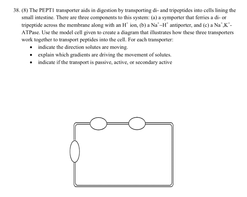 Solved 38. (8) The PEPT1 transporter aids in digestion by | Chegg.com