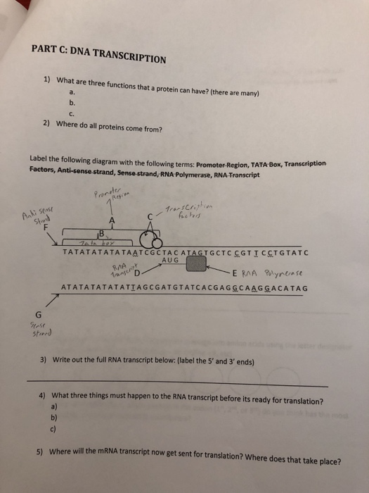 Solved PART C: DNA TRANSCRIPTION 1) What are three functions | Chegg.com