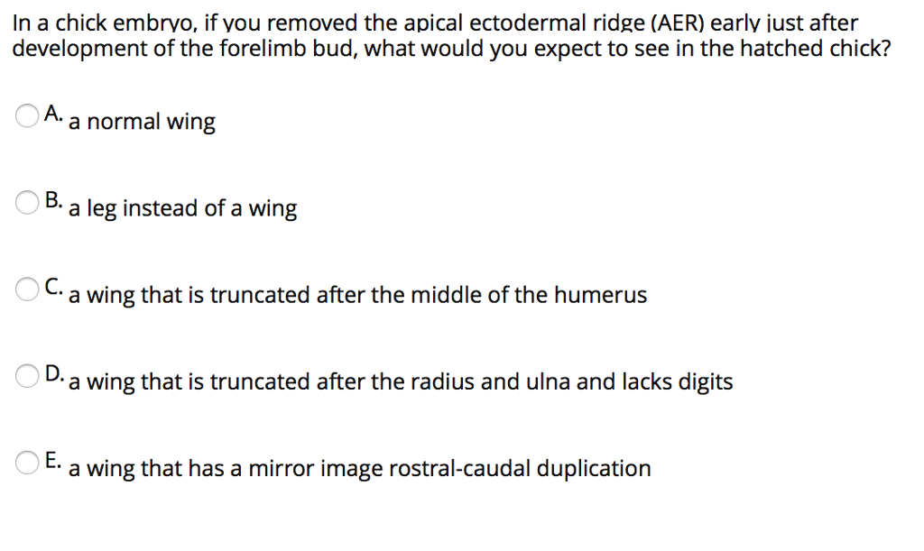 Apical Ectodermal Ridge