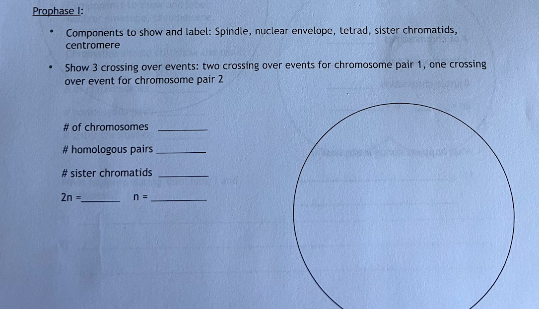 Solved What does it mean to show two crossing over events | Chegg.com