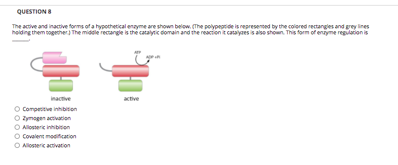 Solved QUESTION 8 The active and inactive forms of a | Chegg.com