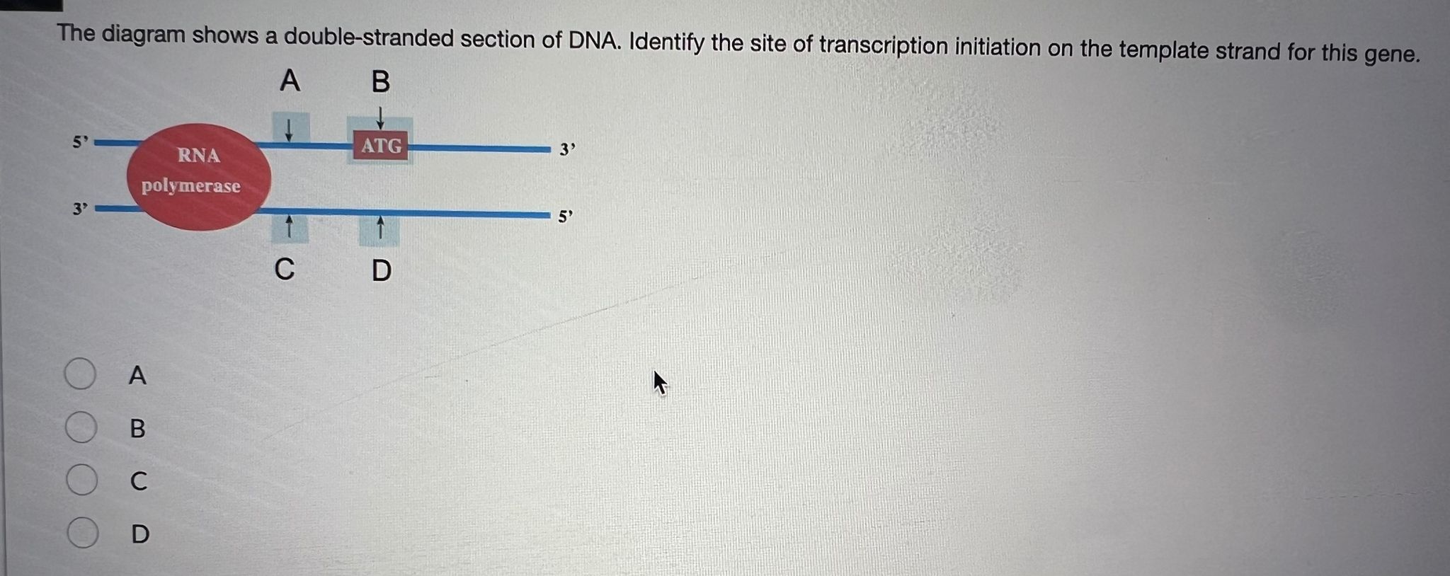 Solved The diagram shows a double-stranded section of DNA. | Chegg.com