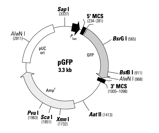 Solved Below is a map for a plasmid called ‘pGFP’: The | Chegg.com