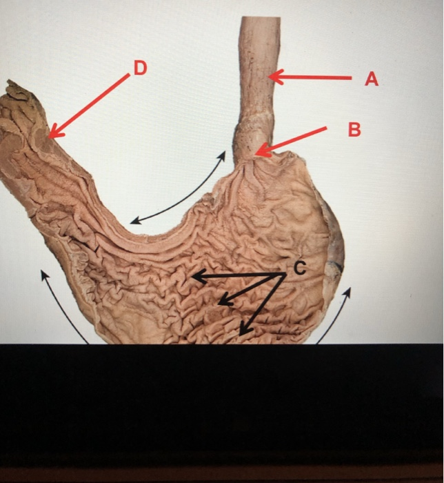 Solved Dissection Shawn Miller, Photograph Mark Nielsen | Chegg.com