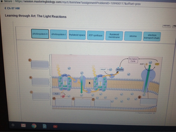 Solved: Secure Https://session.masteringbiology.com /myct/... | Chegg.com