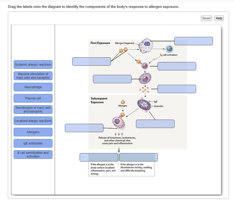 Solved Drag the labels onto the diagram to identify the | Chegg.com