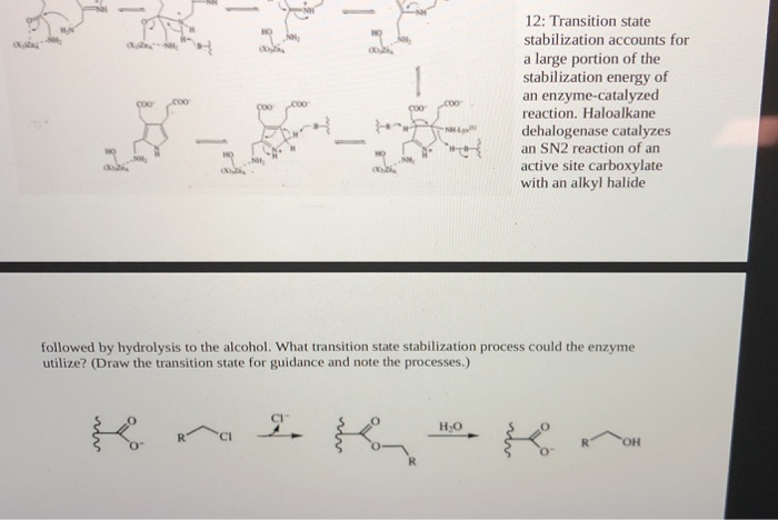 Solved 12: Transition state stabilization accounts for a | Chegg.com