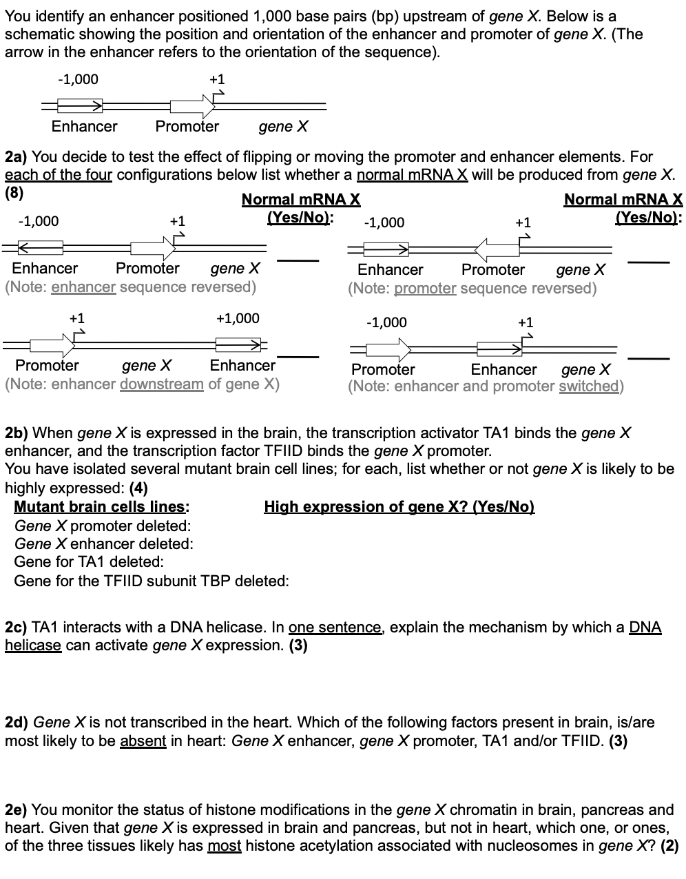 Solved You identify an enhancer positioned 1,000 base pairs | Chegg.com