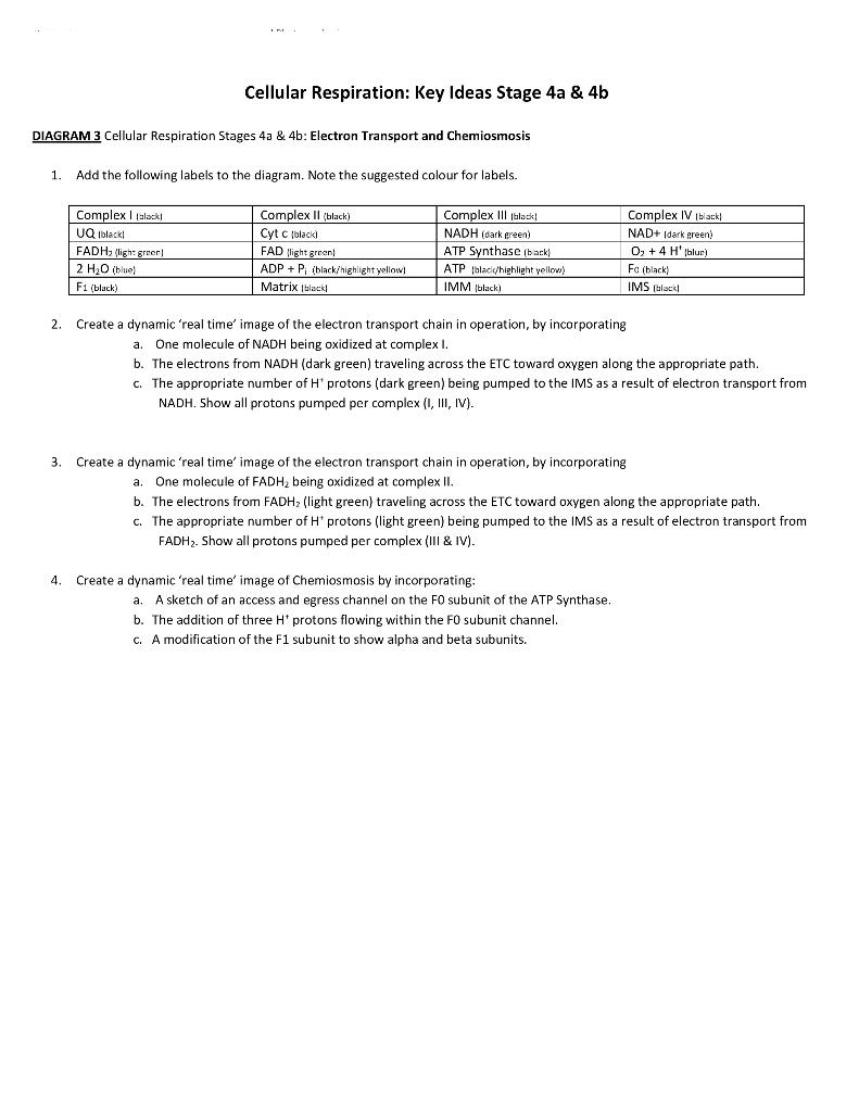Solved Cellular Respiration: Key Ideas Stage 4a & 4b DIAGRAM | Chegg.com