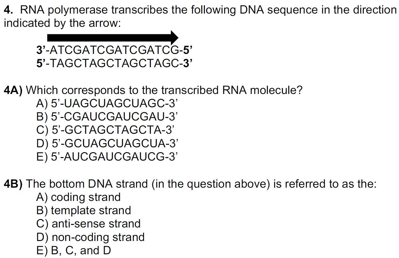 Solved 4. RNA polymerase transcribes the following DNA | Chegg.com