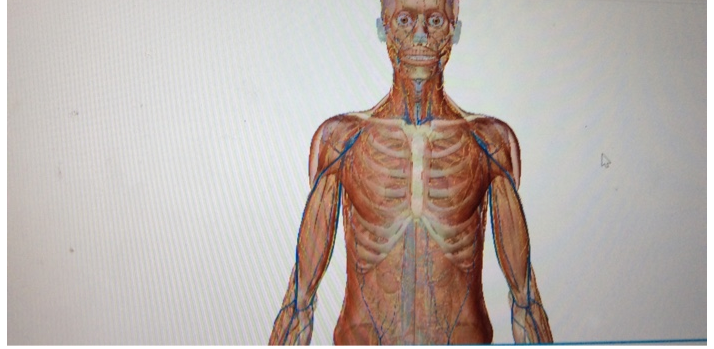 Solved Answer the following Visible body lab 1)Select any | Chegg.com