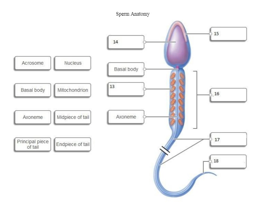 Solved Sperm Anatomy 14 15 Acrosome Nucleus Basal body | Chegg.com