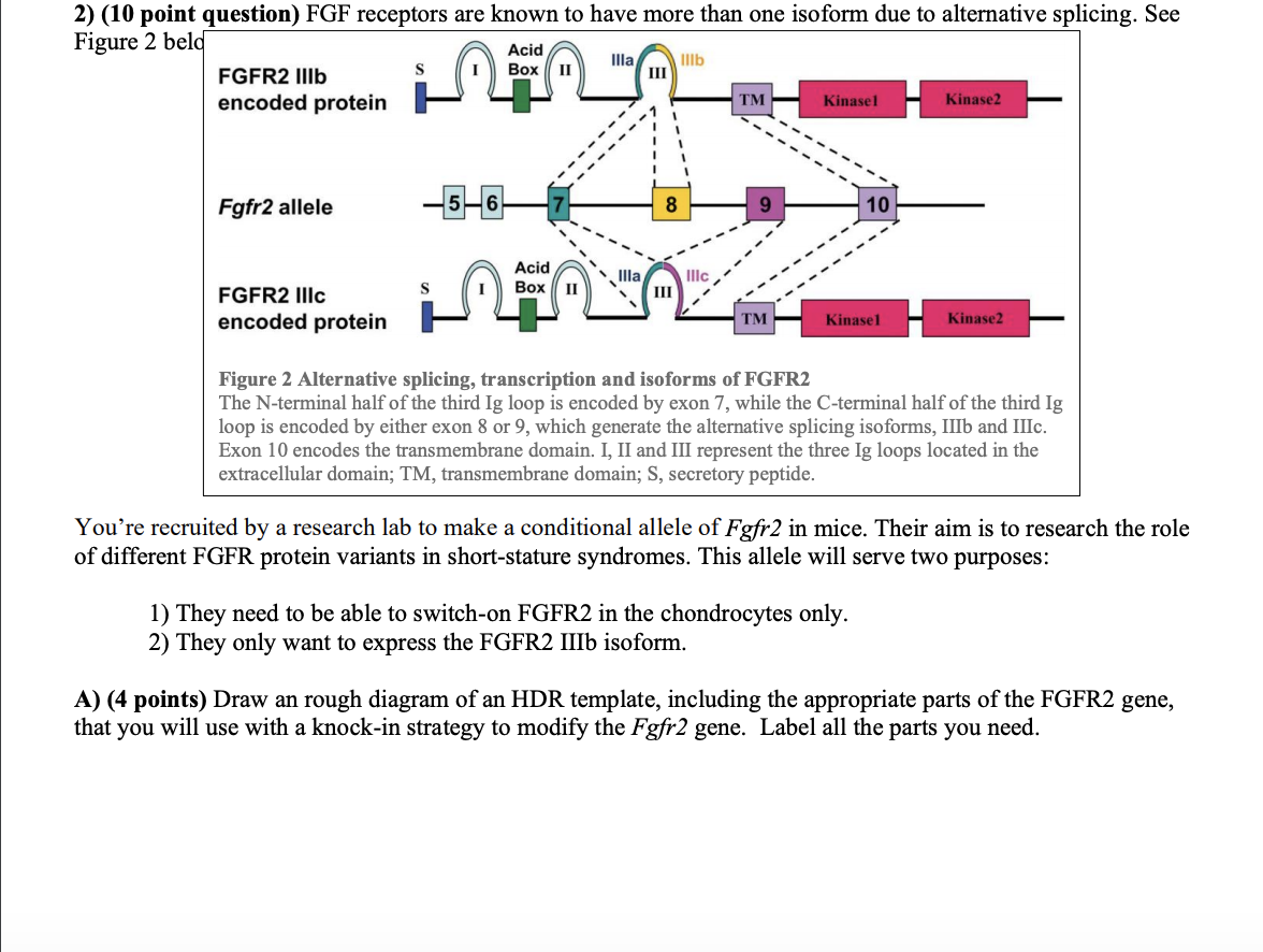 Solved 2) (10 point question) FGF receptors are known to | Chegg.com