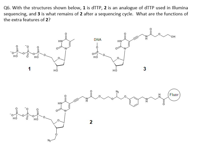 Q6. With the structures shown below, 1 is dTTP, 2 is | Chegg.com