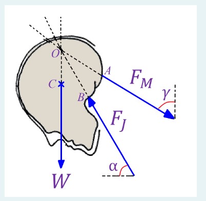 Solved Question 3) The position of the head and neck and the | Chegg.com