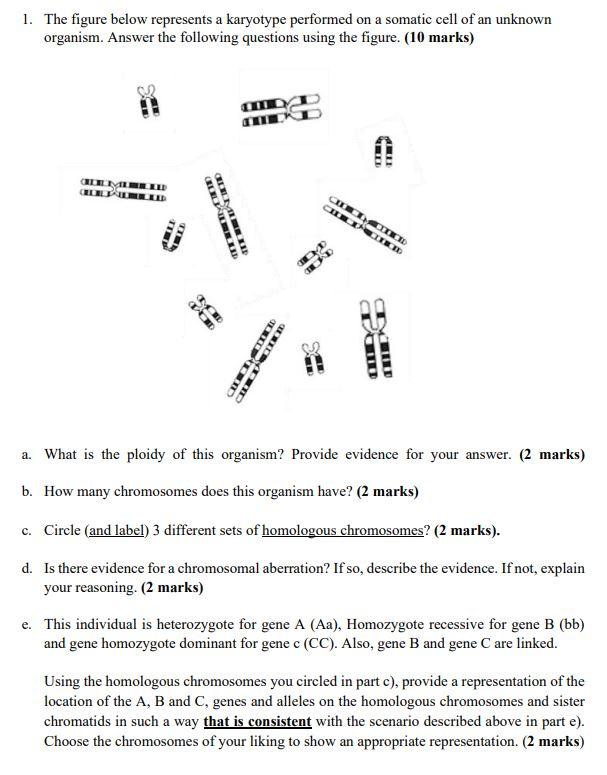 Solved 1. The figure below represents a karyotype performed | Chegg.com