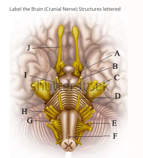 Solved Label the Brain (Cranial Nerve) ﻿Structures . (Having | Chegg.com