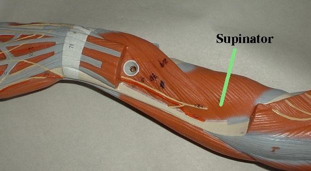 Supinator Model