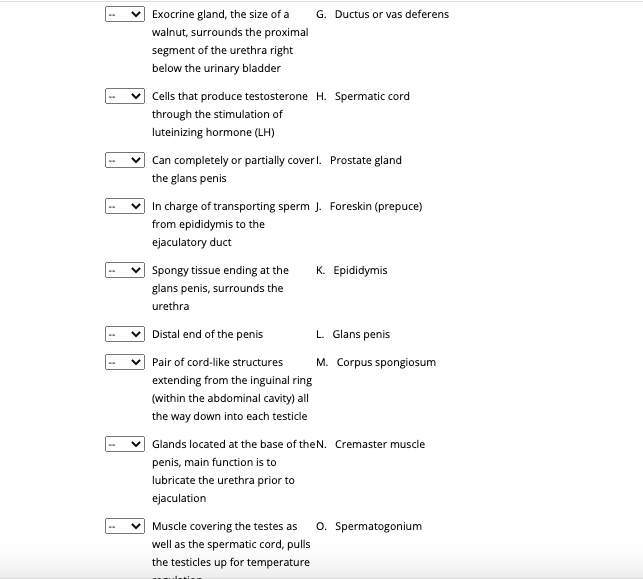 Male reproductive system: Match terms with the | Chegg.com
