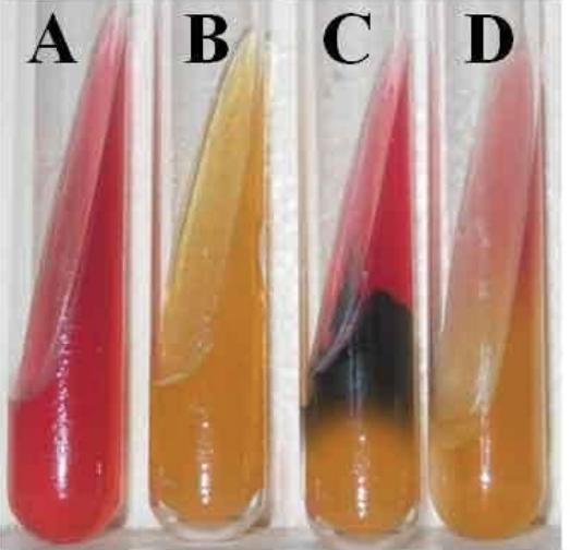 Solved Suppose you have 4 samples labelled as A, B, C, and | Chegg.com