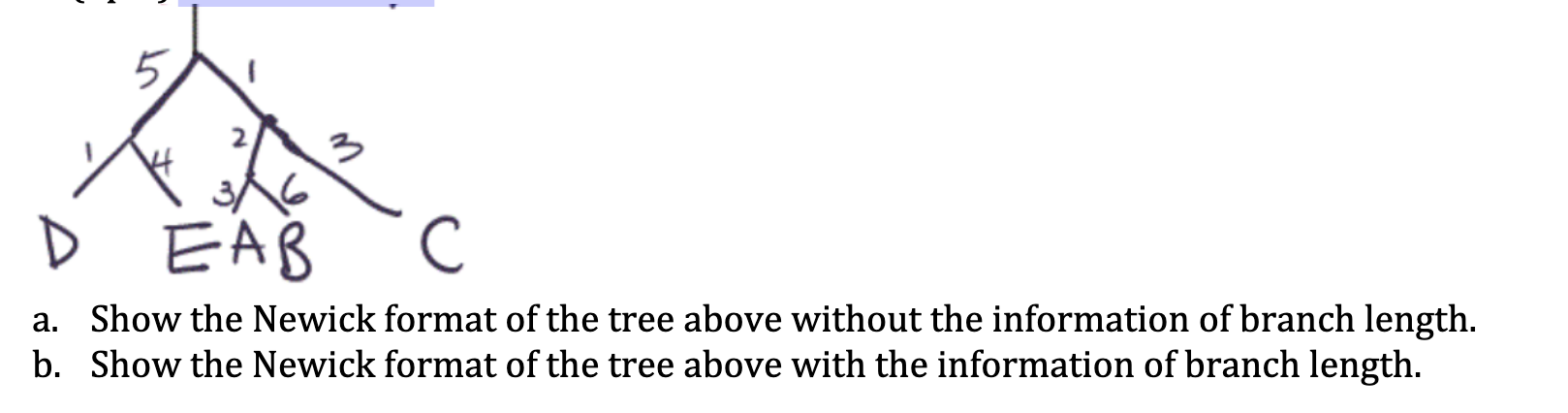 Solved 5 EAB C a. Show the Newick format of the tree above | Chegg.com