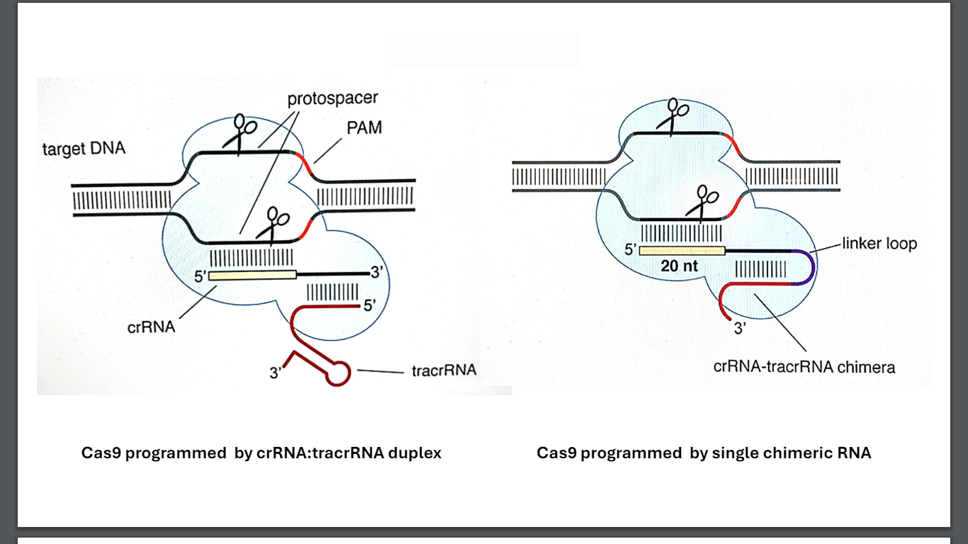 Solved Cas 9 ﻿programmed by crRNA:tracrRNA duplexCas9 | Chegg.com
