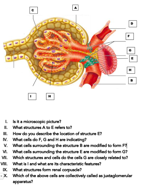 Solved D A с opera H 1. What section of the kidney is | Chegg.com