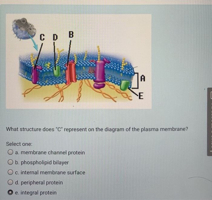 Solved What structure does "C" represent on the diagram of | Chegg.com