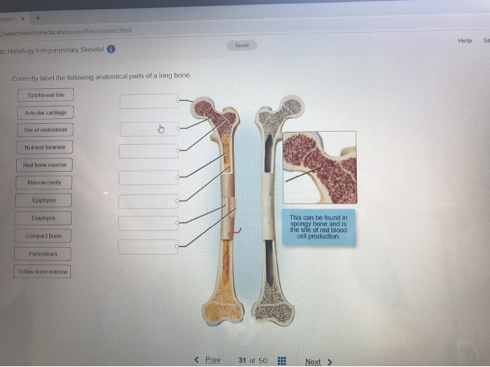 Solved Help Sa Saved z: Histology Integumentary Skeletal | Chegg.com Solved Help Sa Saved z: Histology Integumentary Skeletal | Chegg.com