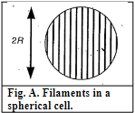 Solved Suppose that a set of filaments are lined up in a | Chegg.com