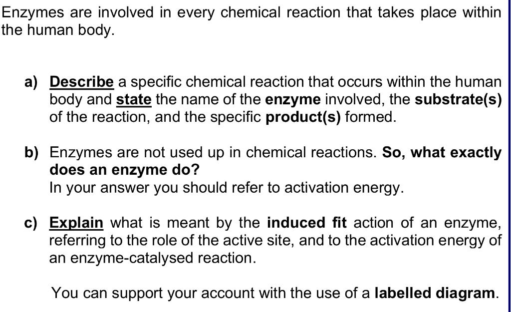 Solved Enzymes are involved in every chemical reaction that | Chegg.com