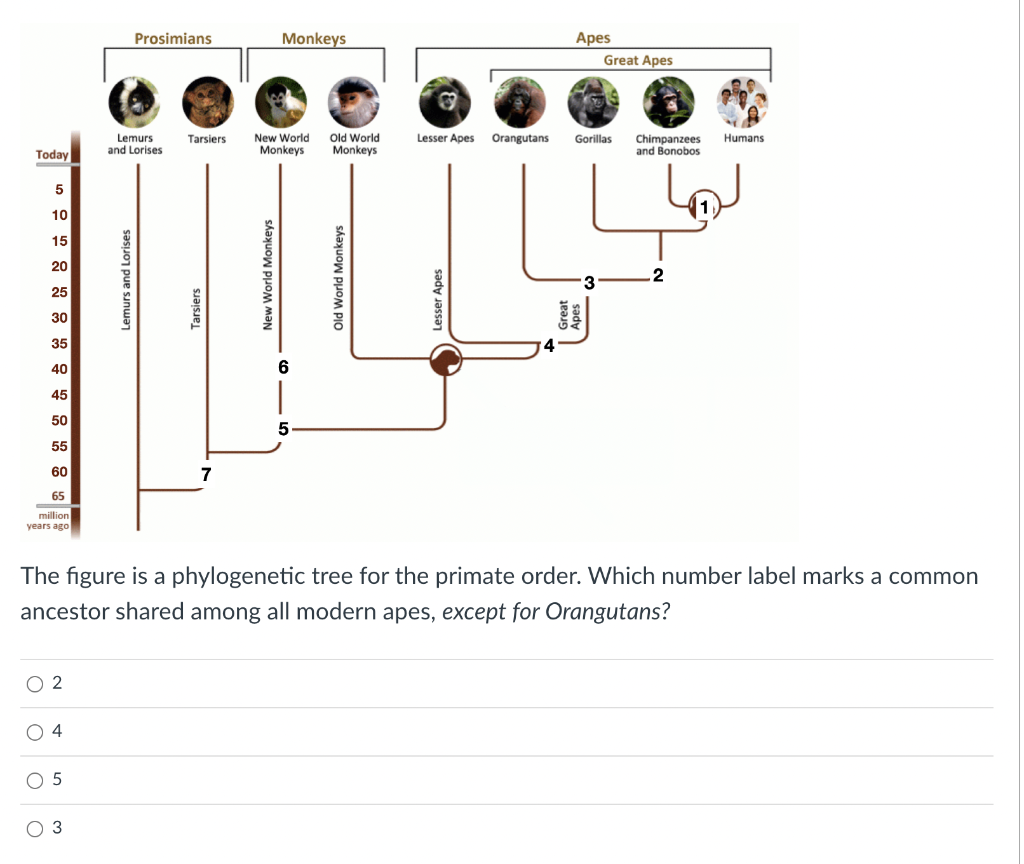 Solved The figure is a phylogenetic tree for the primate | Chegg.com