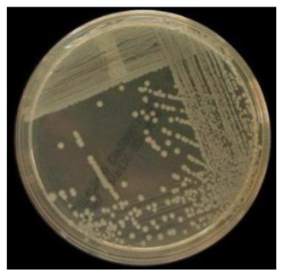 Solved Identify the unknown bacteria: Each test | Chegg.com