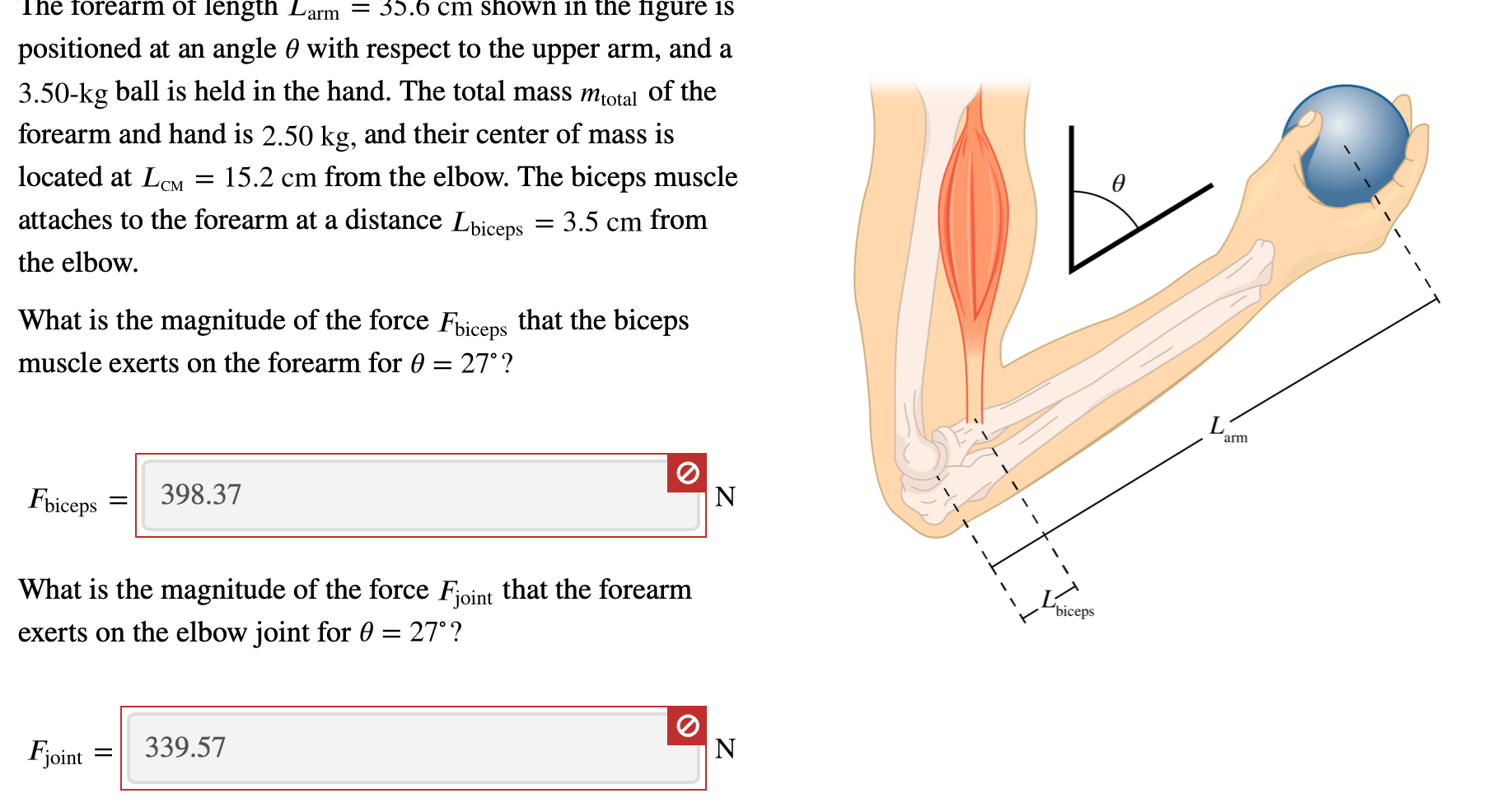 Forearm Measurement