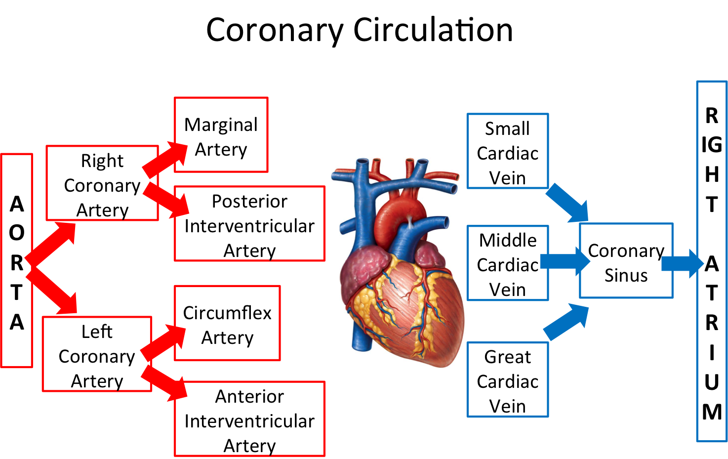 Coronary Circulation Pathway