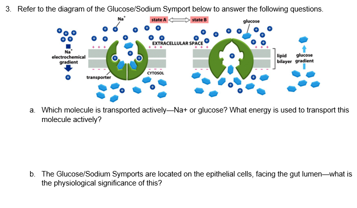 Solved 3. Refer to the diagram of the Glucose/Sodium Symport | Chegg.com