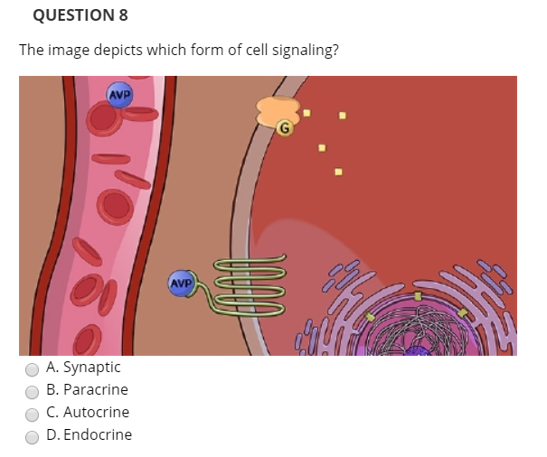 Solved QUESTION 8 The image depicts which form of cell | Chegg.com