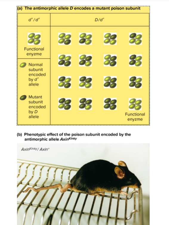 Solved The mouse in Figure 9.33 has a kinky tail because it | Chegg.com