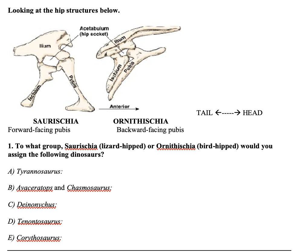 Solved Looking at the hip structures below. Acetabulum (hip | Chegg.com