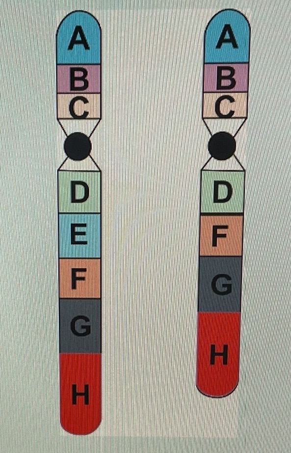 In the illustration below, the chromosome on the left | Chegg.com