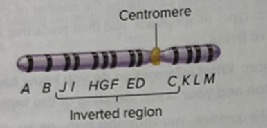 Solved An inversion heterozygote has the following inversion | Chegg.com