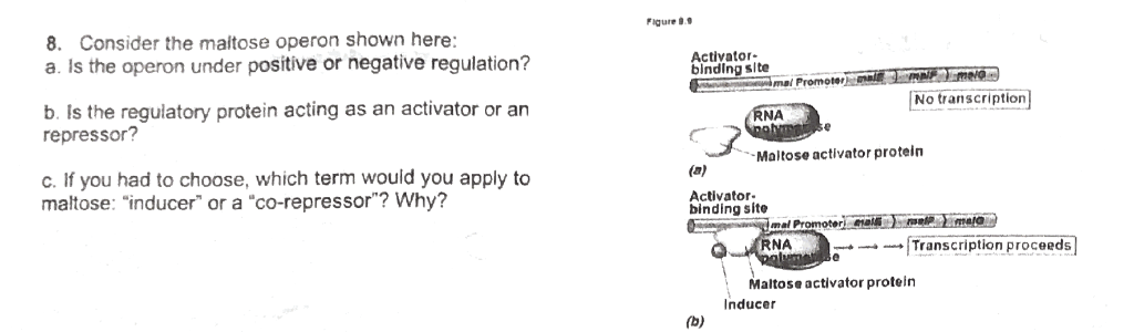 Solved Figure 9 8. Consider the maitose operon shown here: | Chegg.com
