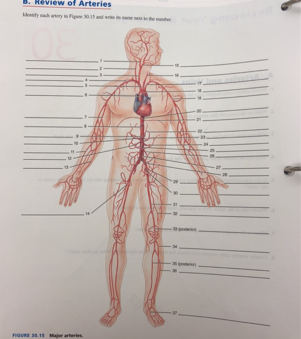 Solved B. Review of Arteries Identify each artery in Figure | Chegg.com