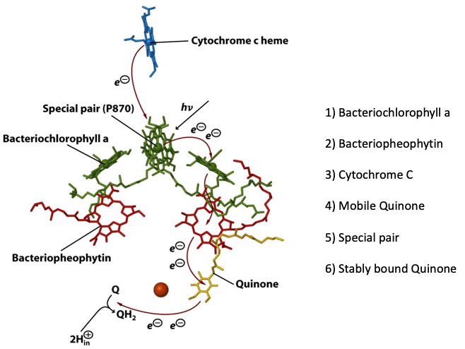 Solved The scheme shows the electron transport chain in | Chegg.com