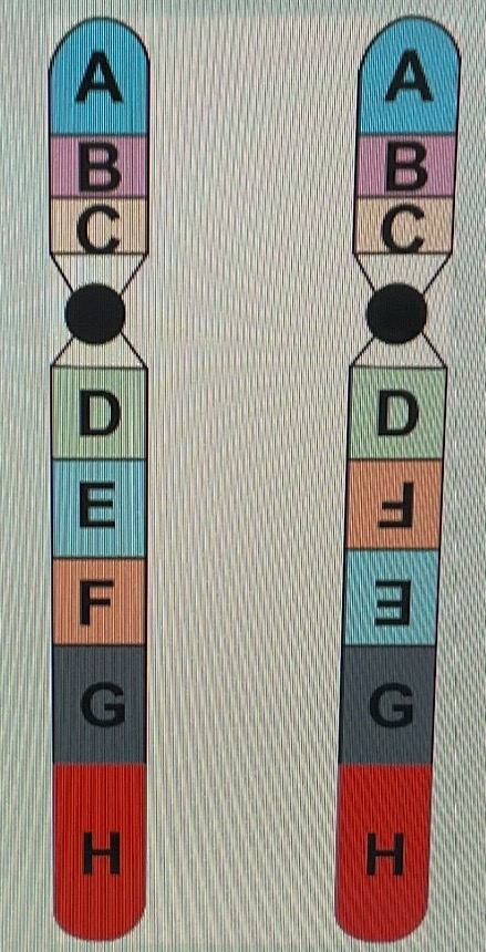Solved In the illustration below, the chromosome on the left | Chegg.com