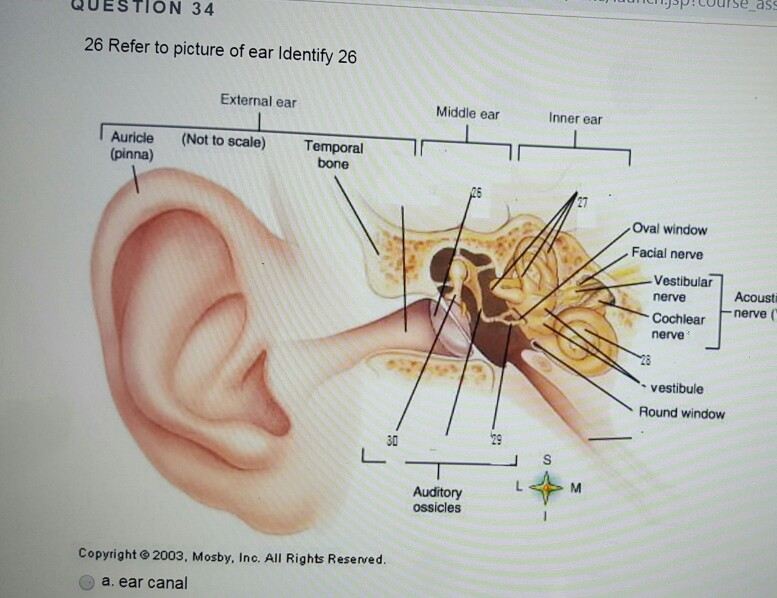 Facial Nerve Course In Middle Ear
