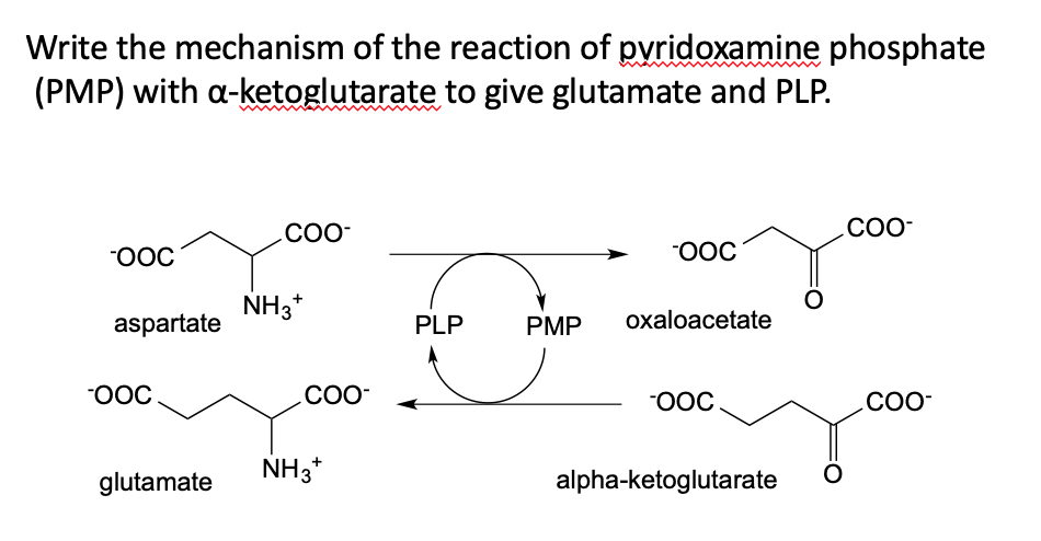 Solved Write the mechanism of the reaction of pyridoxamine | Chegg.com